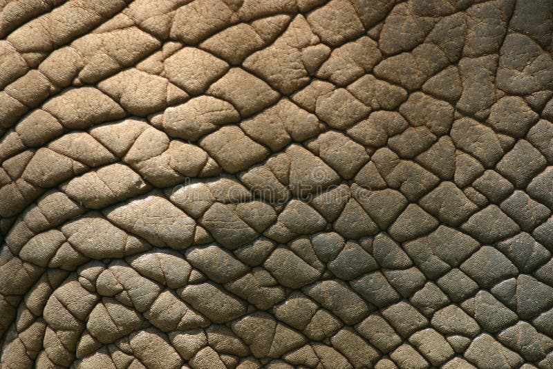 Elephant Skin Pattern