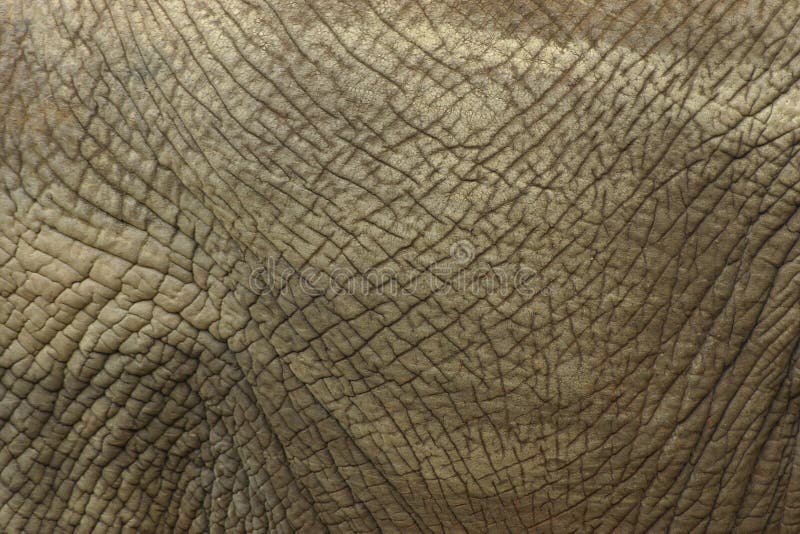 Elephant skin stock image. Image of gray, natural, animal - 1621933
