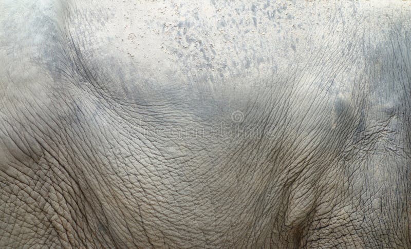 Elephant skin stock image. Image of africa, mammal, grey - 10240303