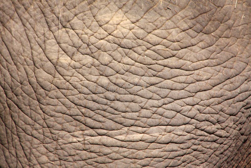 Elephant skin stock photo. Image of grey, wildlife, mammal - 76075704