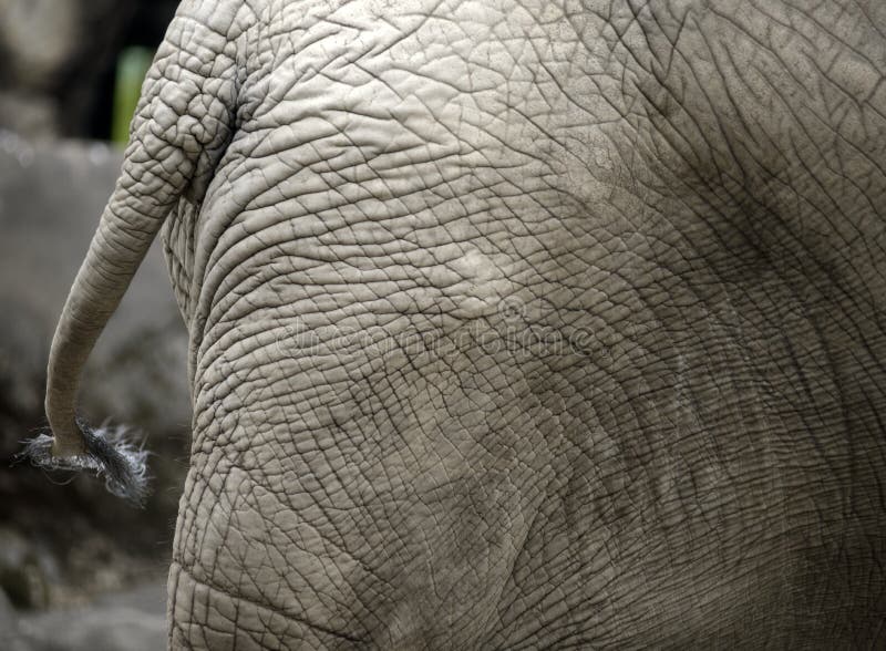 Elephant skin stock image. Image of grey, pachyderm, brown - 62279731