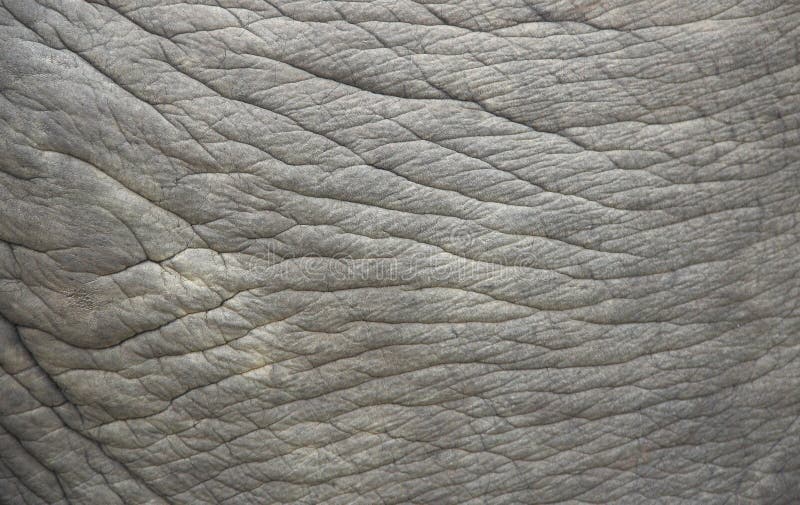 Elephant skin. stock photo. Image of ivory, large, sand - 39627032