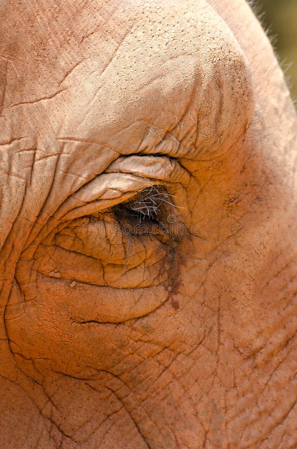 Elephant skin stock photo. Image of hard, color, animal - 51576148