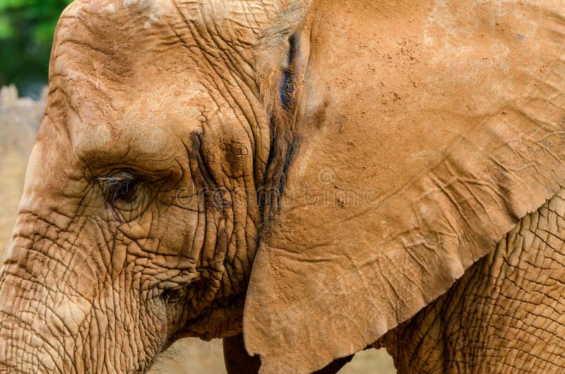 Elephant skin stock photo. Image of hard, color, animal - 51576148
