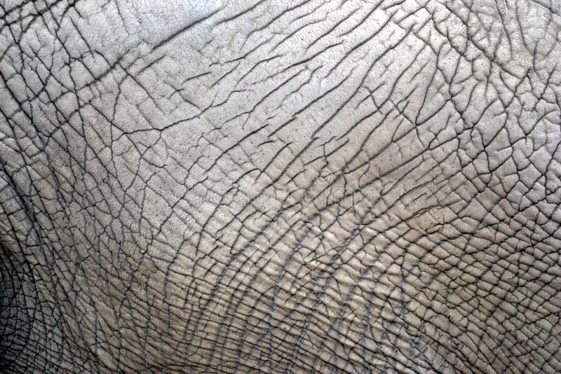 3,500 Elephant Skin Texture Photos - Free & Royalty-Free Stock Photos ...