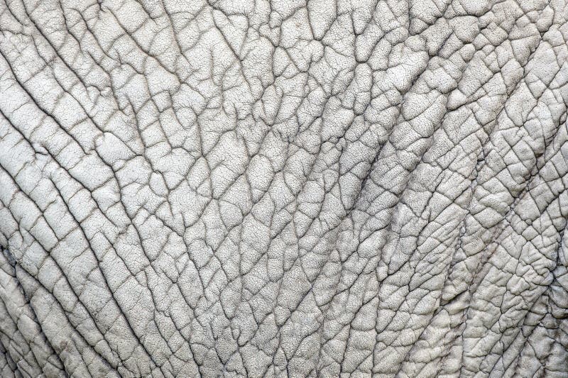 2,119 Elephant Tusk Texture Stock Photos - Free & Royalty-Free Stock ...