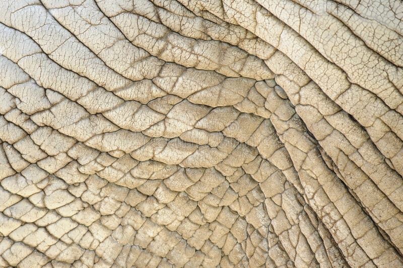 Elephant Skin Nature Pattern Stock Image - Image of natural, decoration ...