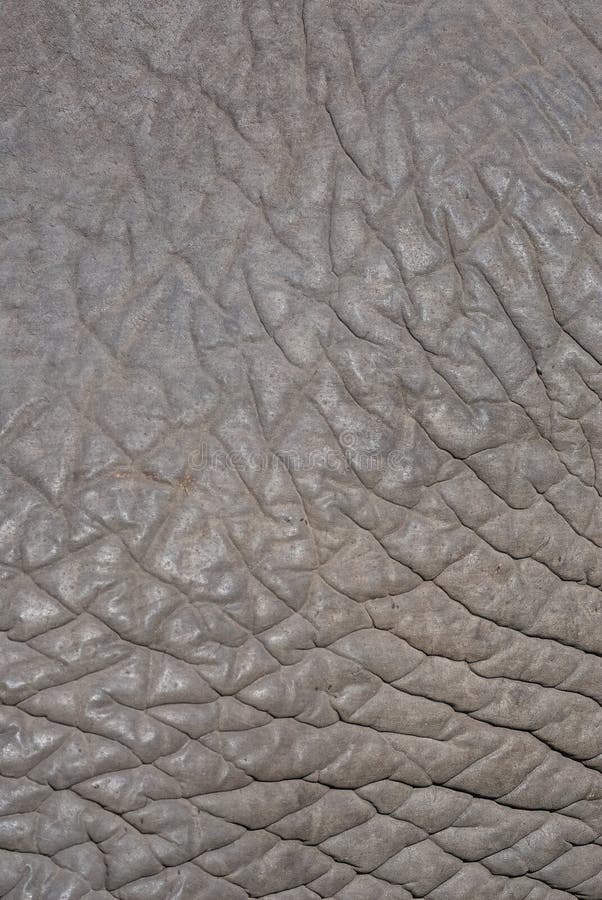 Elephant skin pattern stock image. Image of pattern, five - 42296603