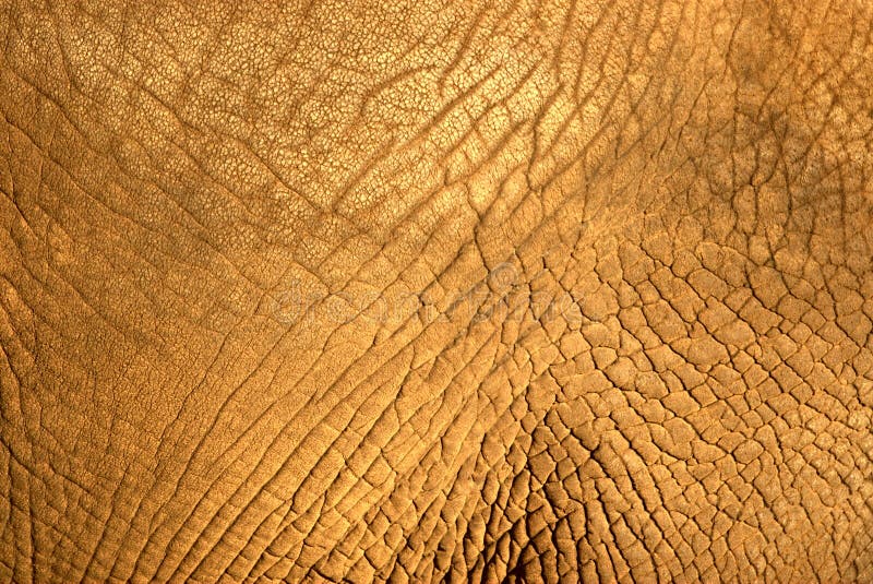 4,924 Elephant Skin Texture Stock Photos - Free & Royalty-Free Stock Photos from Dreamstime