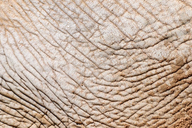 4,169 Elephant Skin Texture Stock Photos - Free & Royalty-Free Stock ...