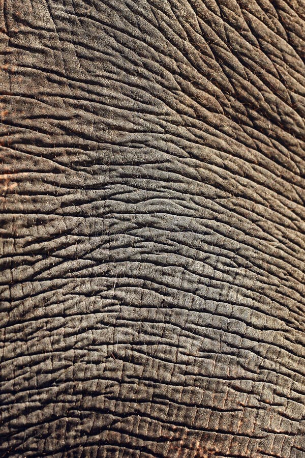4,339 Elephant Skin Texture Stock Photos - Free & Royalty-Free Stock ...
