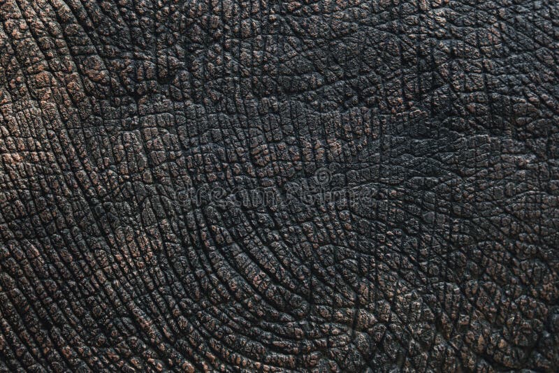 Elephant skin texture stock photo. Image of rough, safari - 79146964