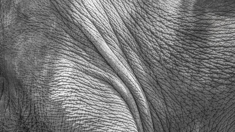 Elephant Skin stock image. Image of line, genuine, skin - 41245073