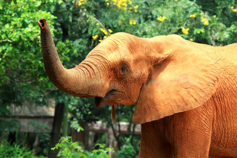 Elephant Skin Texture Coated with Red Dry Mud Stock Photo - Image of ...