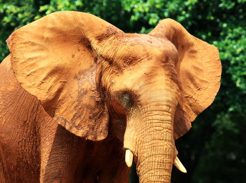 4,214 Elephant Skin Texture Stock Photos - Free & Royalty-Free Stock ...