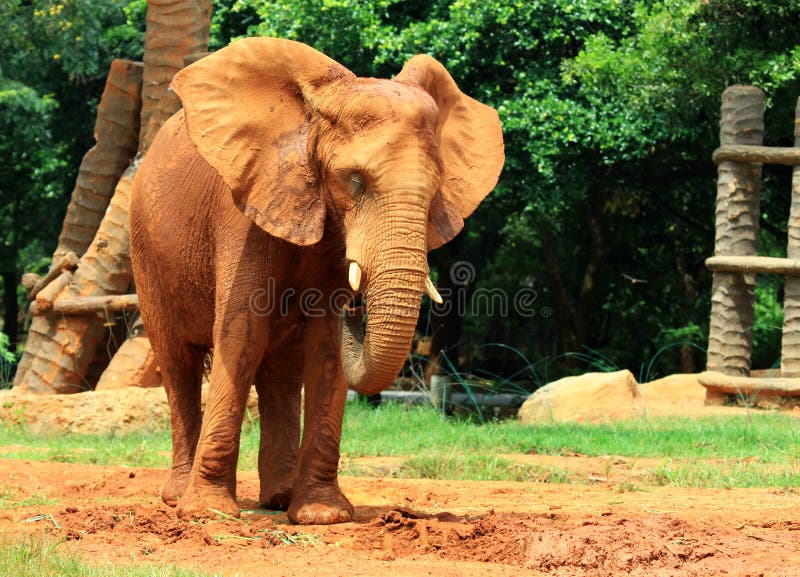 4,214 Elephant Skin Texture Stock Photos - Free & Royalty-Free Stock ...