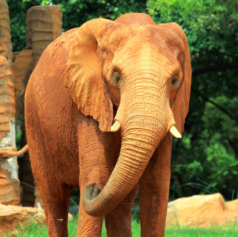 Elephant Skin Texture Coated with Red Dry Mud Stock Image - Image of ...