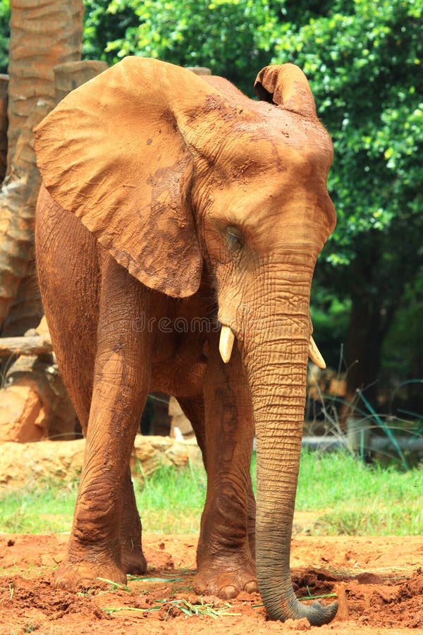 4,386 Elephant Skin Texture Stock Photos - Free & Royalty-Free Stock ...