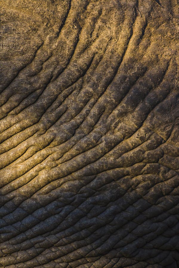 4,306 Elephant Skin Texture Stock Photos - Free & Royalty-Free Stock ...