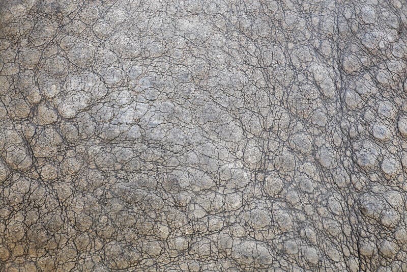 4,386 Elephant Skin Texture Stock Photos - Free & Royalty-Free Stock ...
