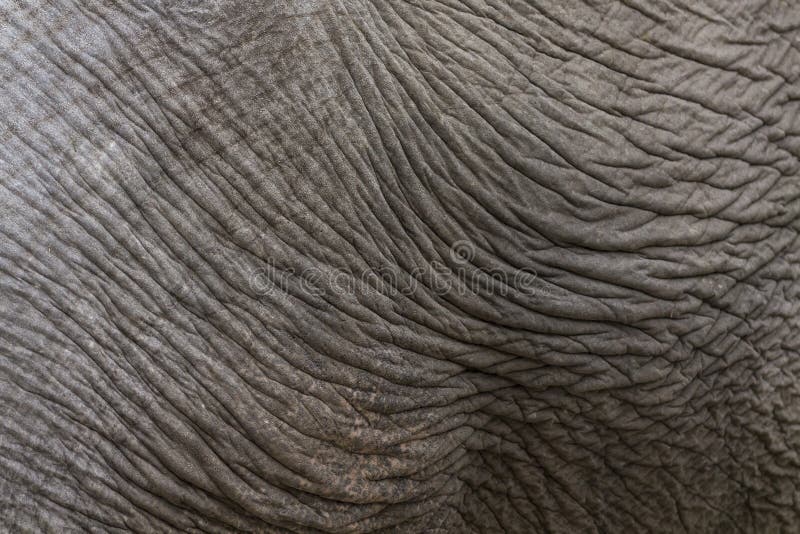 4,386 Elephant Skin Texture Stock Photos - Free & Royalty-Free Stock ...