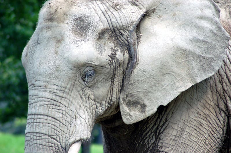 Elephant skin wrinkles stock photo. Image of eyelashes - 14269068