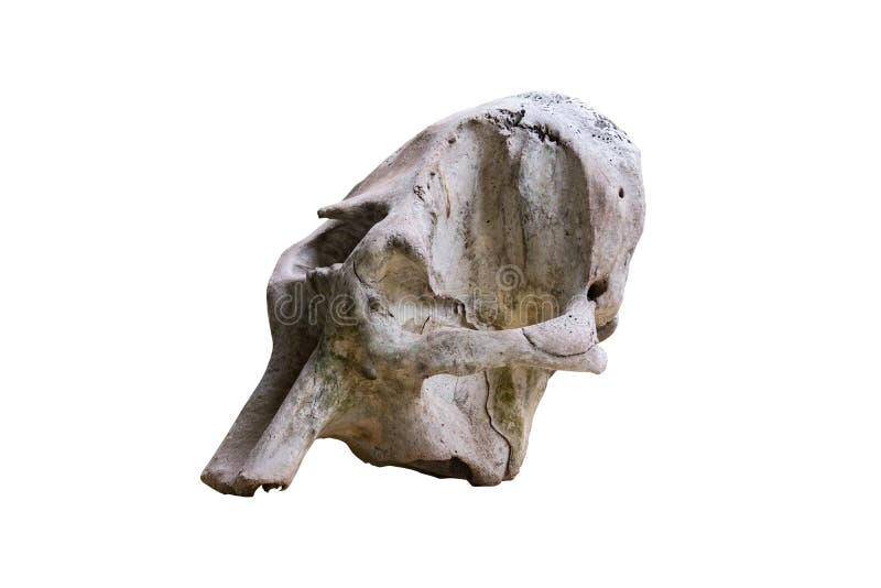 Elephant skull isolated stock image. Image of elephant - 114270095