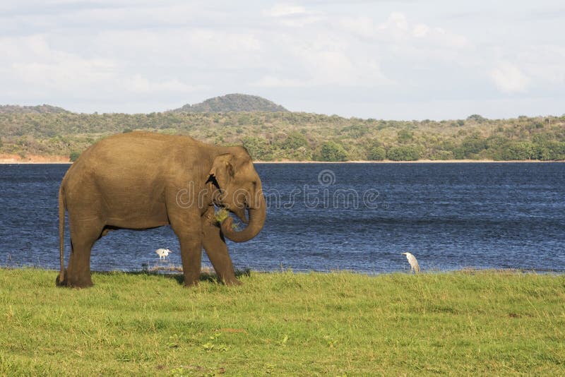 Elephant and small birds stock photo. Image of natural - 17265524