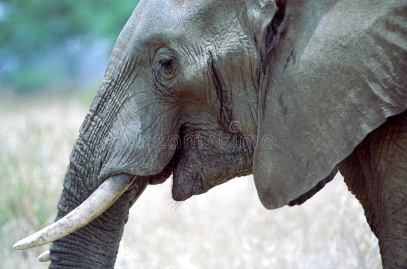 Elephant smiling stock image. Image of safari, trunk, elephants - 2475127