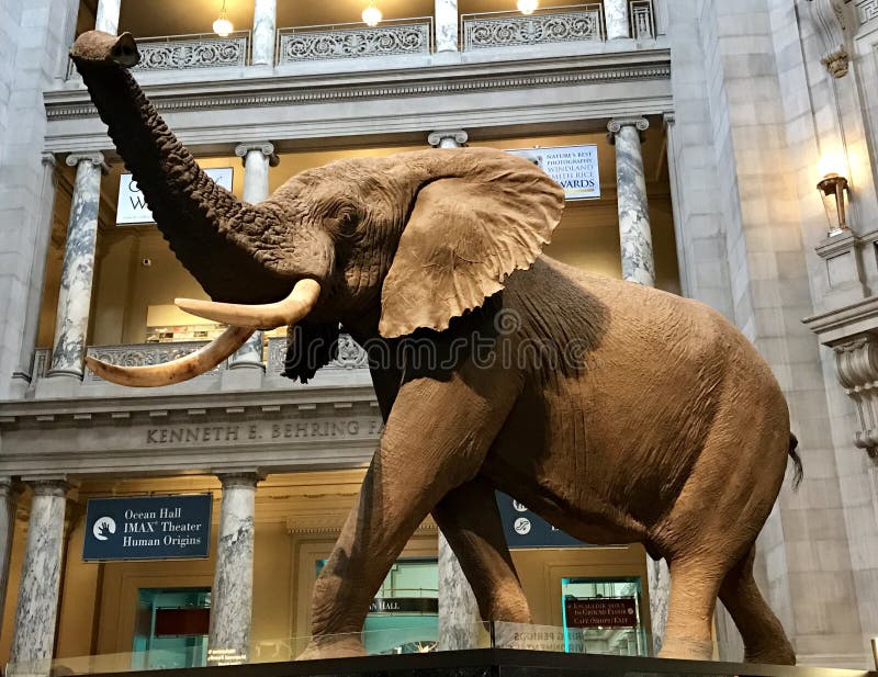 Elephant in Smithsonian Natural History Museum Editorial Photography ...