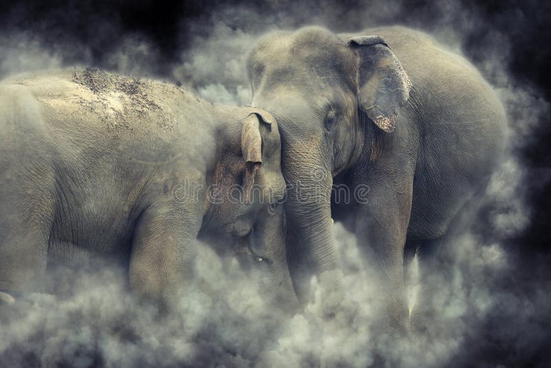 Elephant in smoke stock image. Image of animal, calf - 78903233