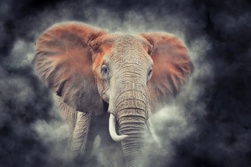 Elephant in smoke stock image. Image of animal, calf - 78903233