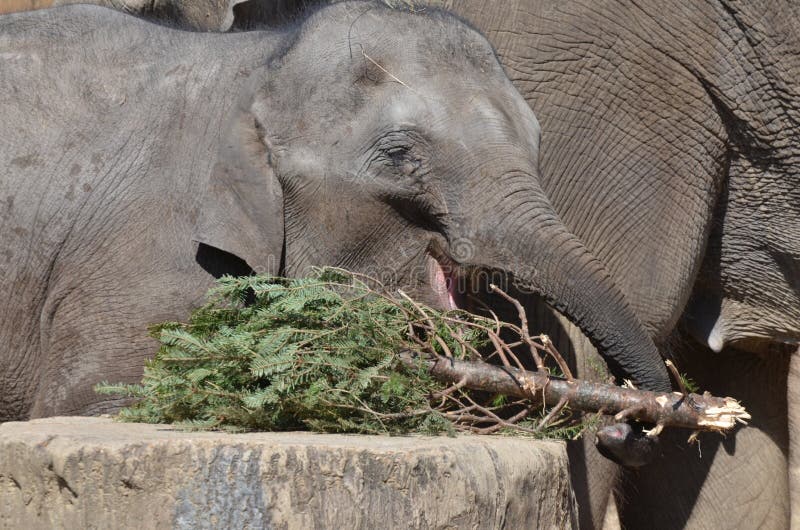 Elephant snack stock image. Image of mouth, young, snacking - 44476079
