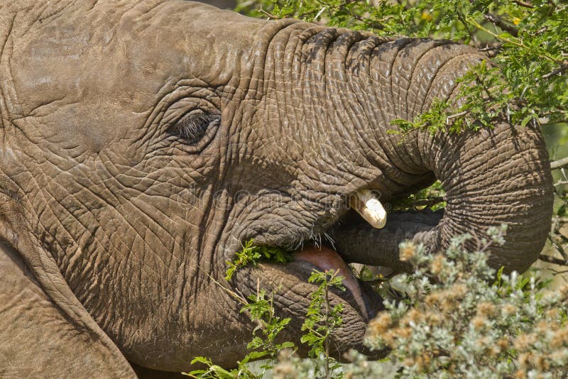 Young Elephant Smelling the Air Stock Photo - Image of animal, african ...