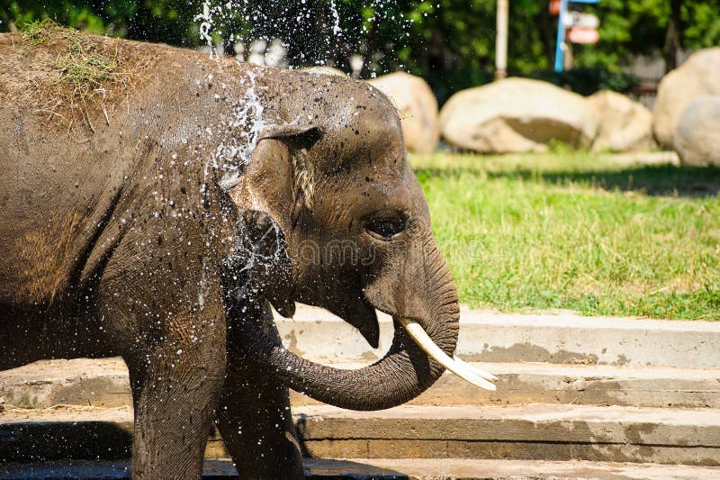 Elephant splashing stock image. Image of nature, large - 42374215