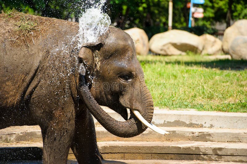 Elephant splashing water stock image. Image of elephant - 42374213