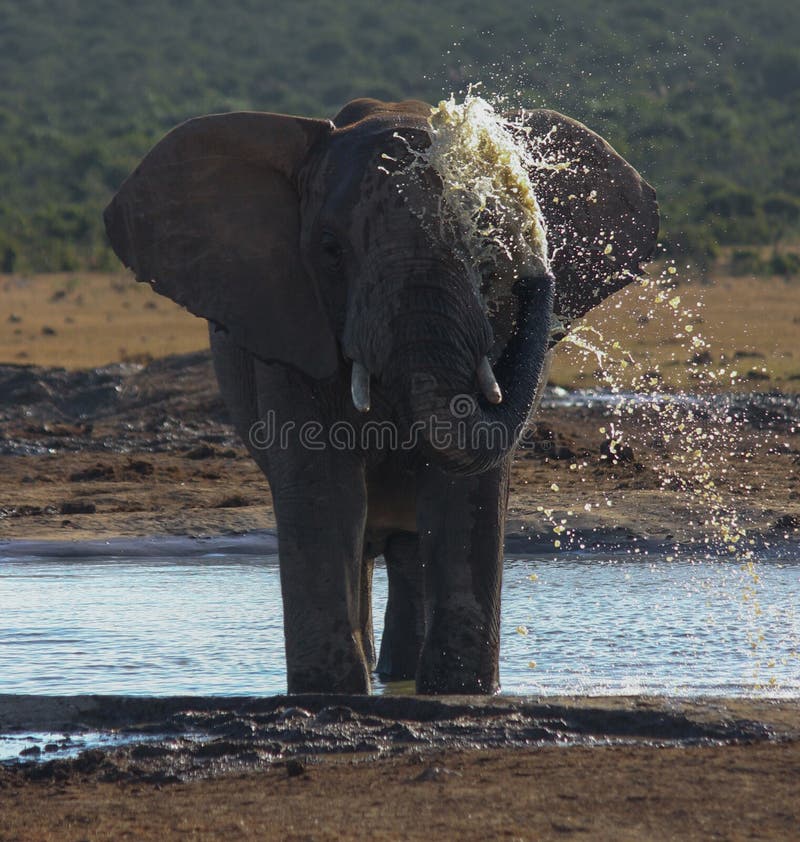 Elephant splashing water stock image. Image of animal - 26081267