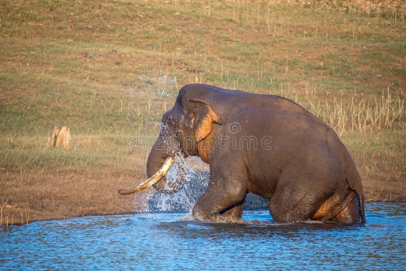 Elephant splashing water stock photo. Image of largest - 55238924