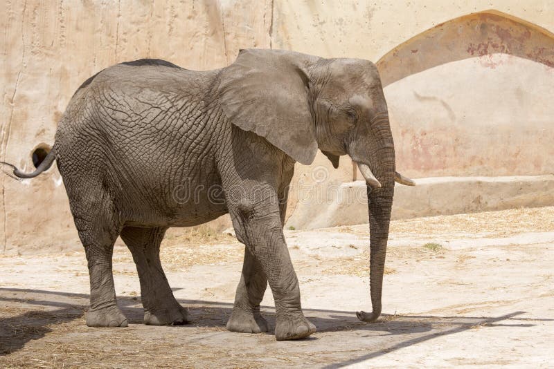 192 Spotted Elephant Ear Stock Photos - Free & Royalty-Free Stock ...