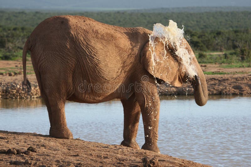 479 Elephant Spraying Water Stock Photos - Free & Royalty-Free Stock ...