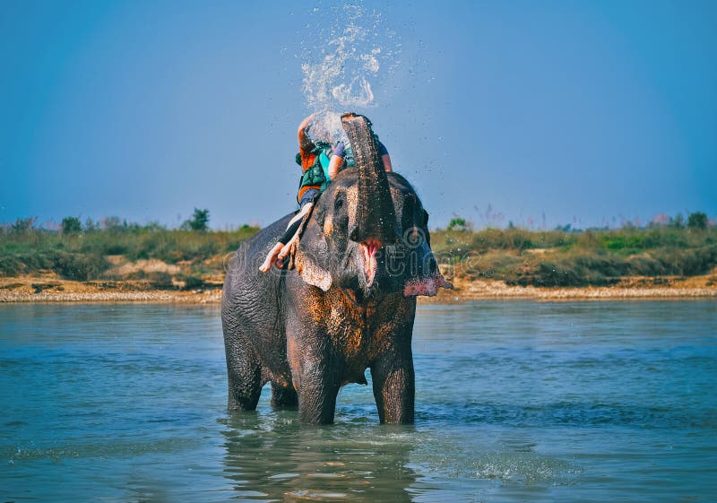 479 Elephant Spraying Water Stock Photos - Free & Royalty-Free Stock ...