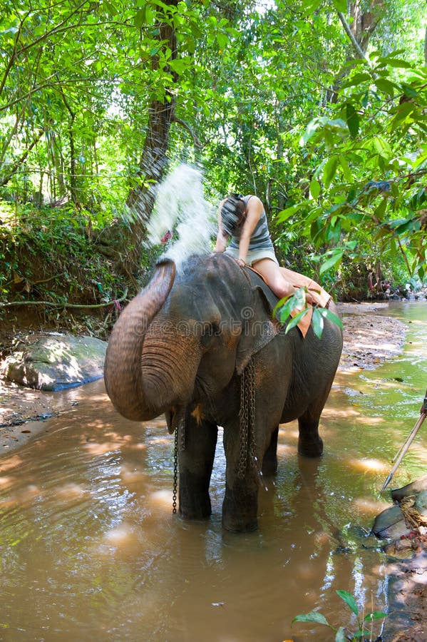 Elephant, Sri Lanka stock image. Image of nature, animal - 32054197