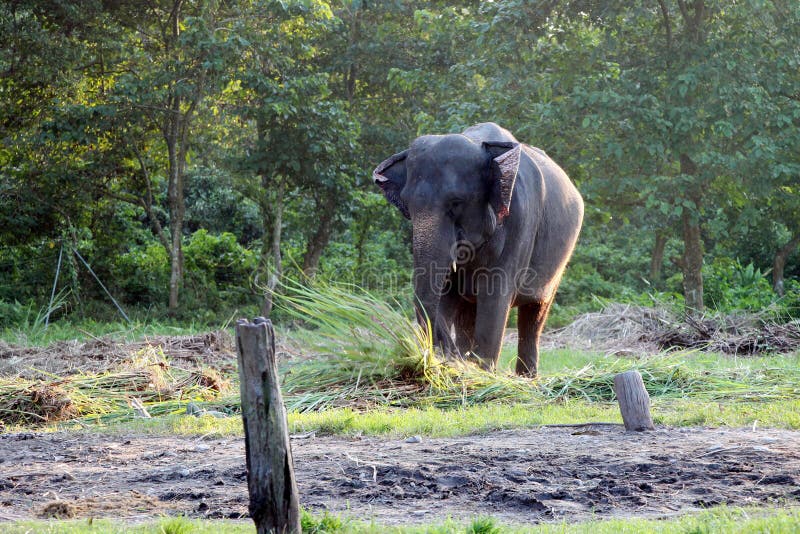 Two Domestic Elephant in Jungle Safari at Gorumara National Park ...