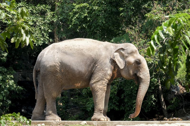 Elephant Stand Alone Under Tree in the Zoo Stock Image - Image of ...