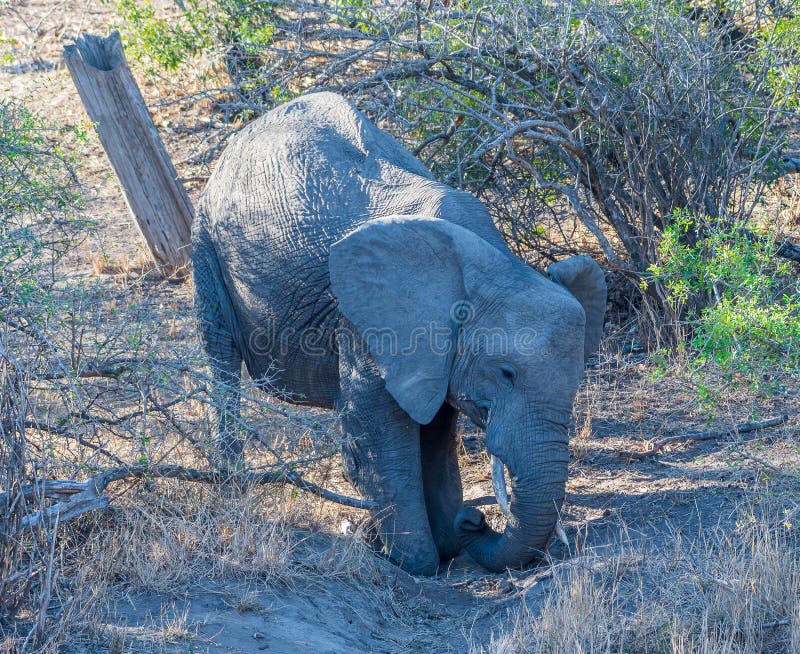 Elephant Standing Amidst Grass and Bushes Stock Image - Image of wild ...