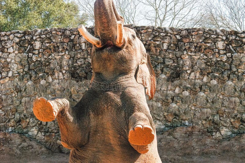 Elephant Hind Legs Stock Photos - Free & Royalty-Free Stock Photos from ...