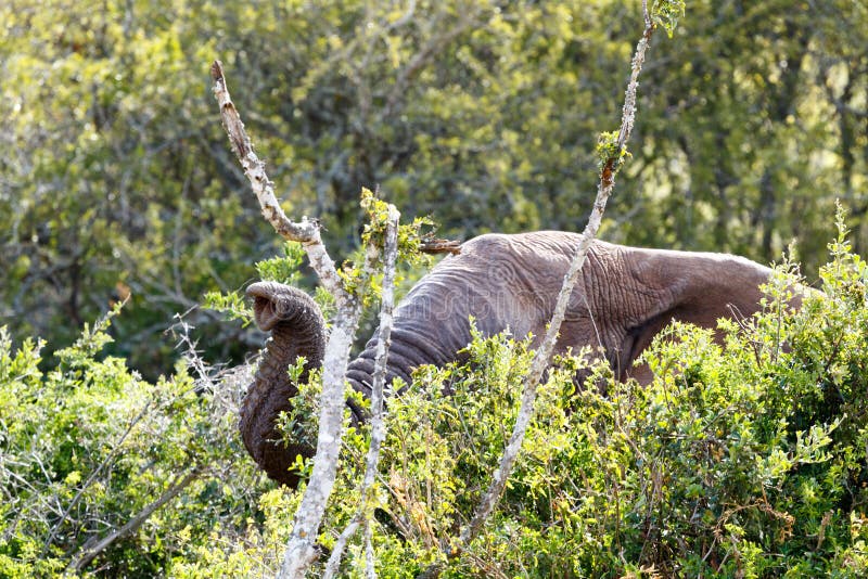 Elephant Standing and Pointing Direction with His Trunk Stock Photo ...