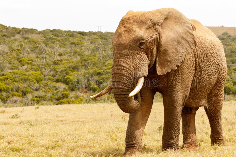 Elephant Standing Proudly in the Field Stock Photo - Image of herbivore ...