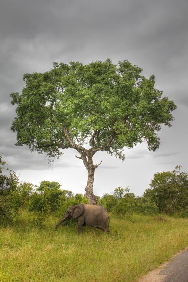 Elephant Standing Under a Tree Stock Photo - Image of endangered ...