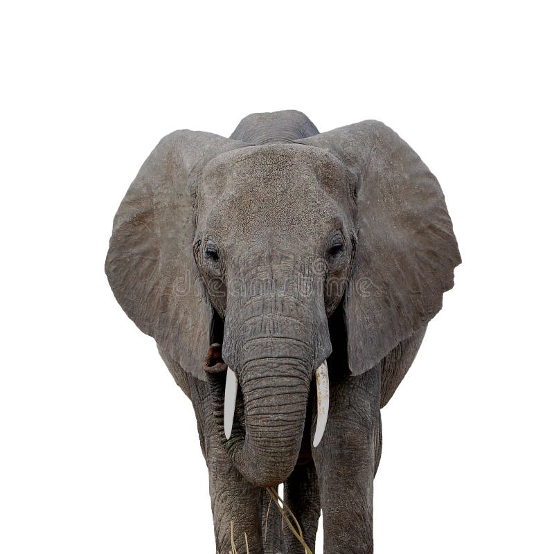 4,712 Elephant Eyes Stock Photos - Free & Royalty-Free Stock Photos ...